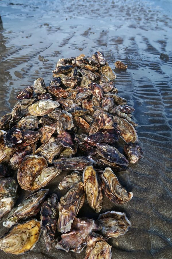 Climate change, shellfish farming and STREAM - August 2023 | STREAM ...